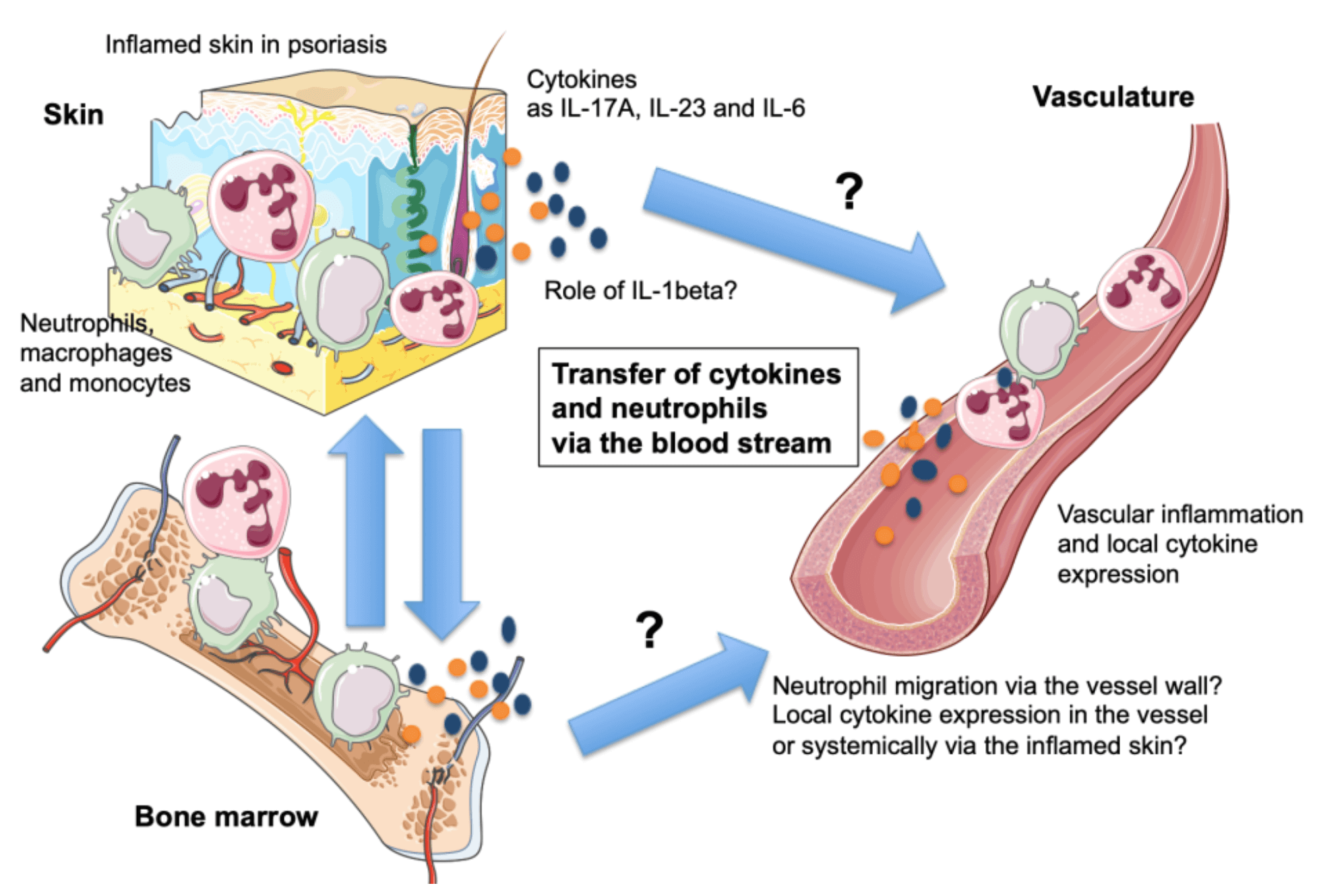 Research Area C: “Skin and systemic immunity”: Universitätsklinikum ...