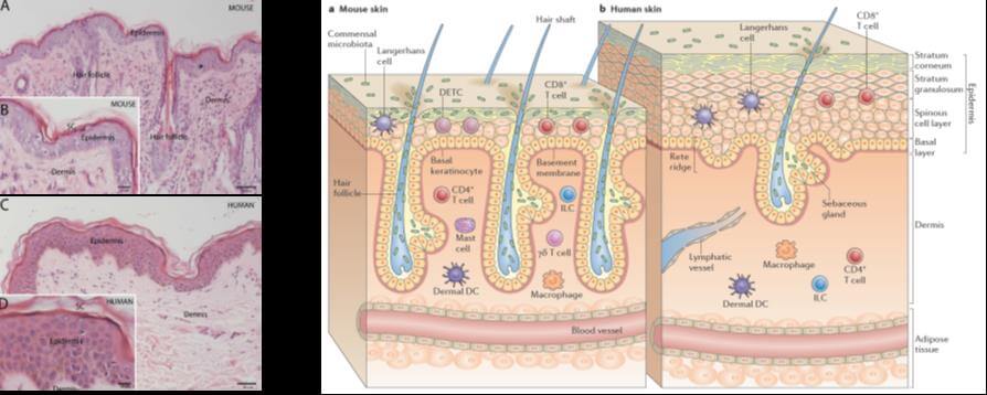 Core Services: Universitätsklinikum Heidelberg