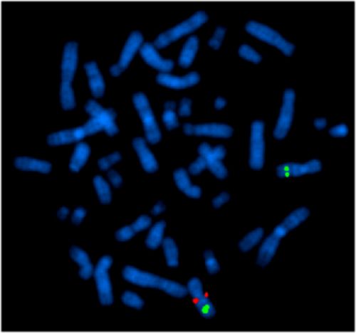 Universitätsklinikum Heidelberg: Range of methods