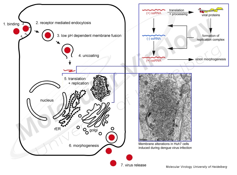 Universitätsklinikum Heidelberg: 2. Replication Cycle