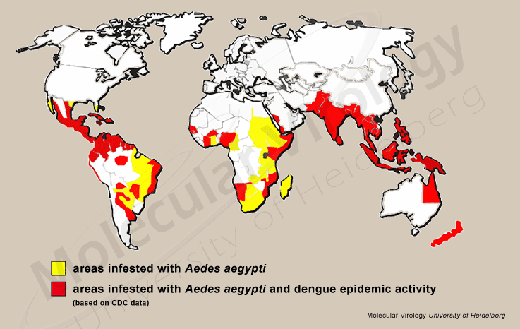 Universitätsklinikum Heidelberg: DENGUE