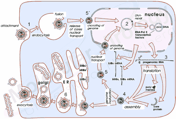 2. Replication: Universitätsklinikum Heidelberg