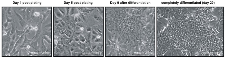 3. Cell Culture System: Universitätsklinikum Heidelberg