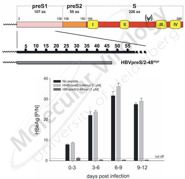 4. Early Events in Hepadnaviral Infection: Universitätsklinikum Heidelberg