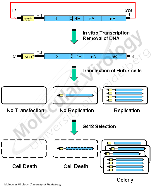 Universitätsklinikum Heidelberg: 3. HCV Replicon System