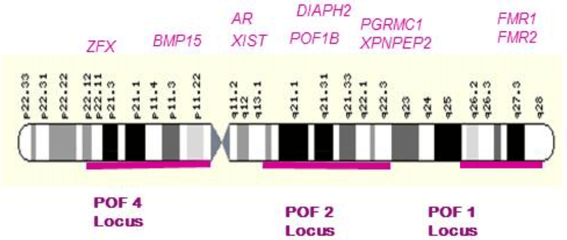 POF/POI und Poor Ovarian Response: Universitätsklinikum Heidelberg
