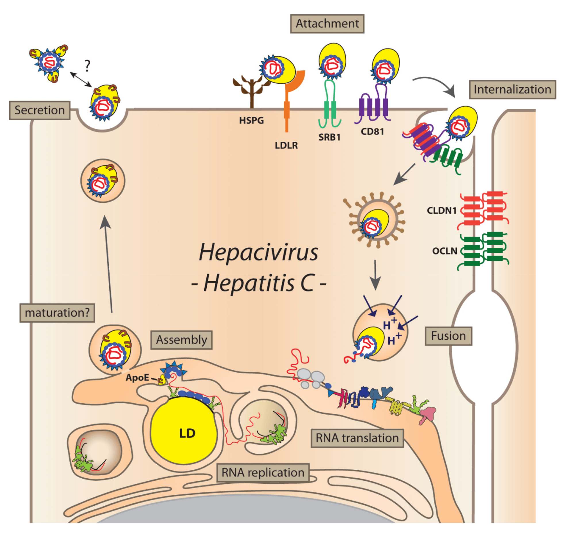 2. Replication Scheme: Universitätsklinikum Heidelberg
