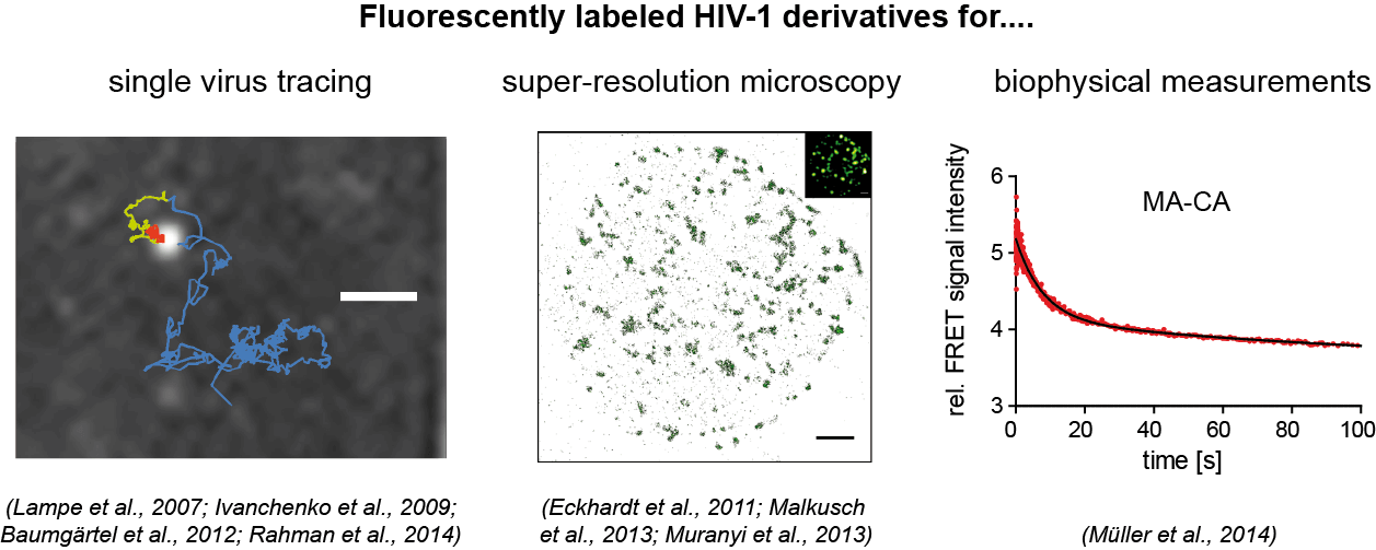 Müller Lab: Universitätsklinikum Heidelberg